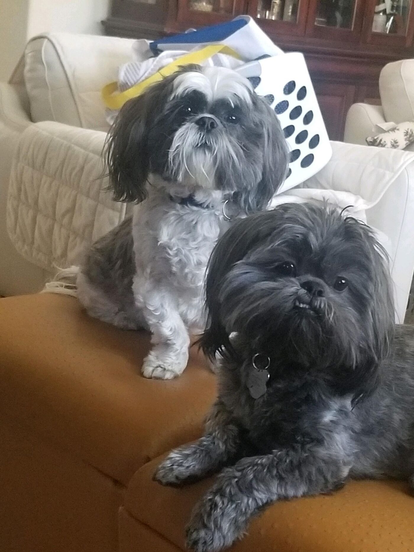 Blogger Pets | MIT Admissions