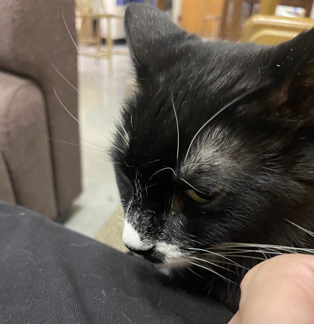 I get a temporary cat | MIT Admissions