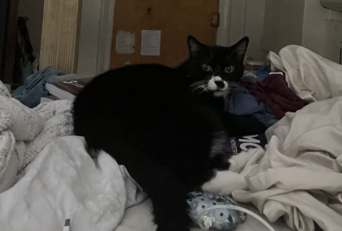 I get a temporary cat | MIT Admissions