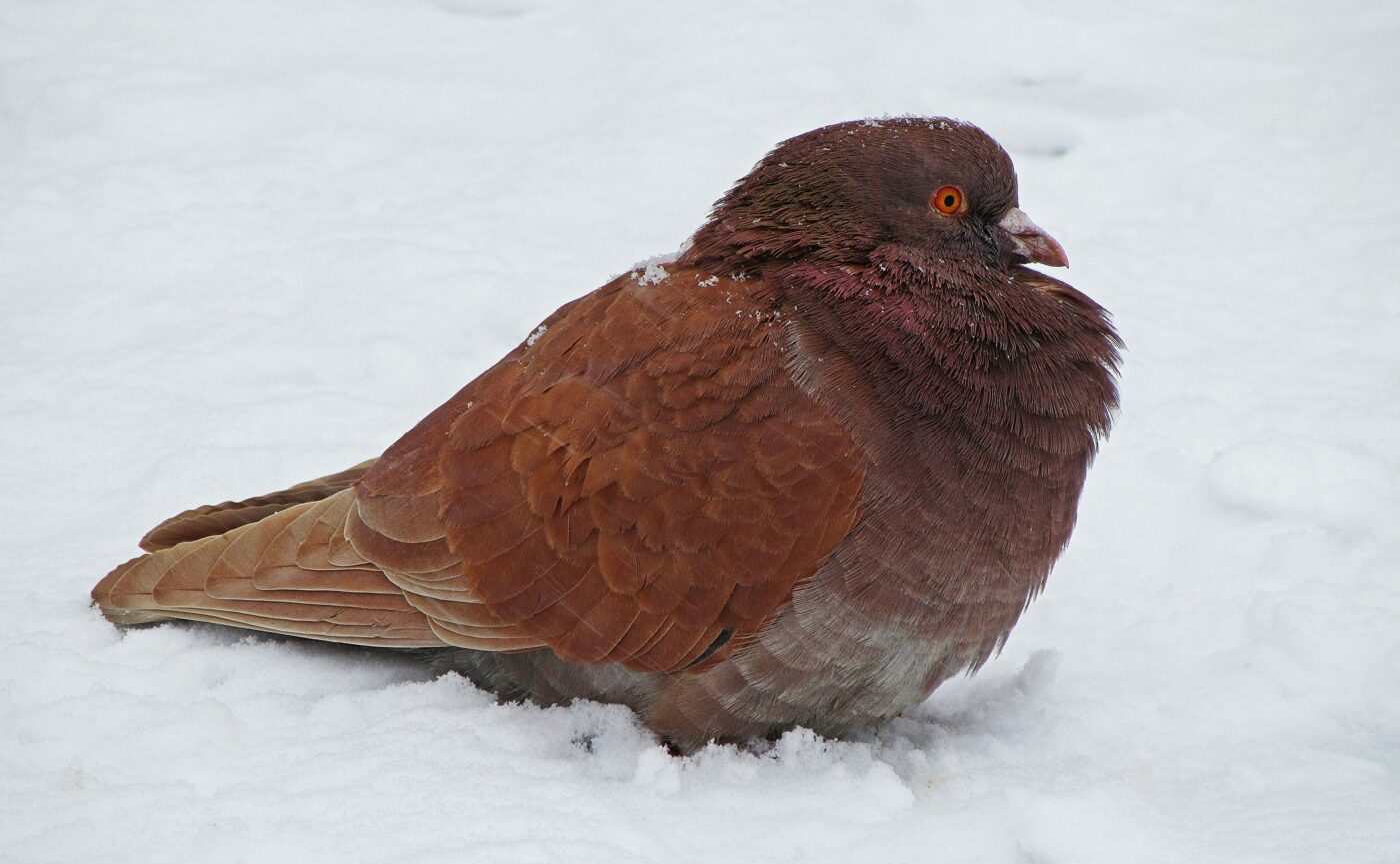 Untitled Pigeon Post | MIT Admissions