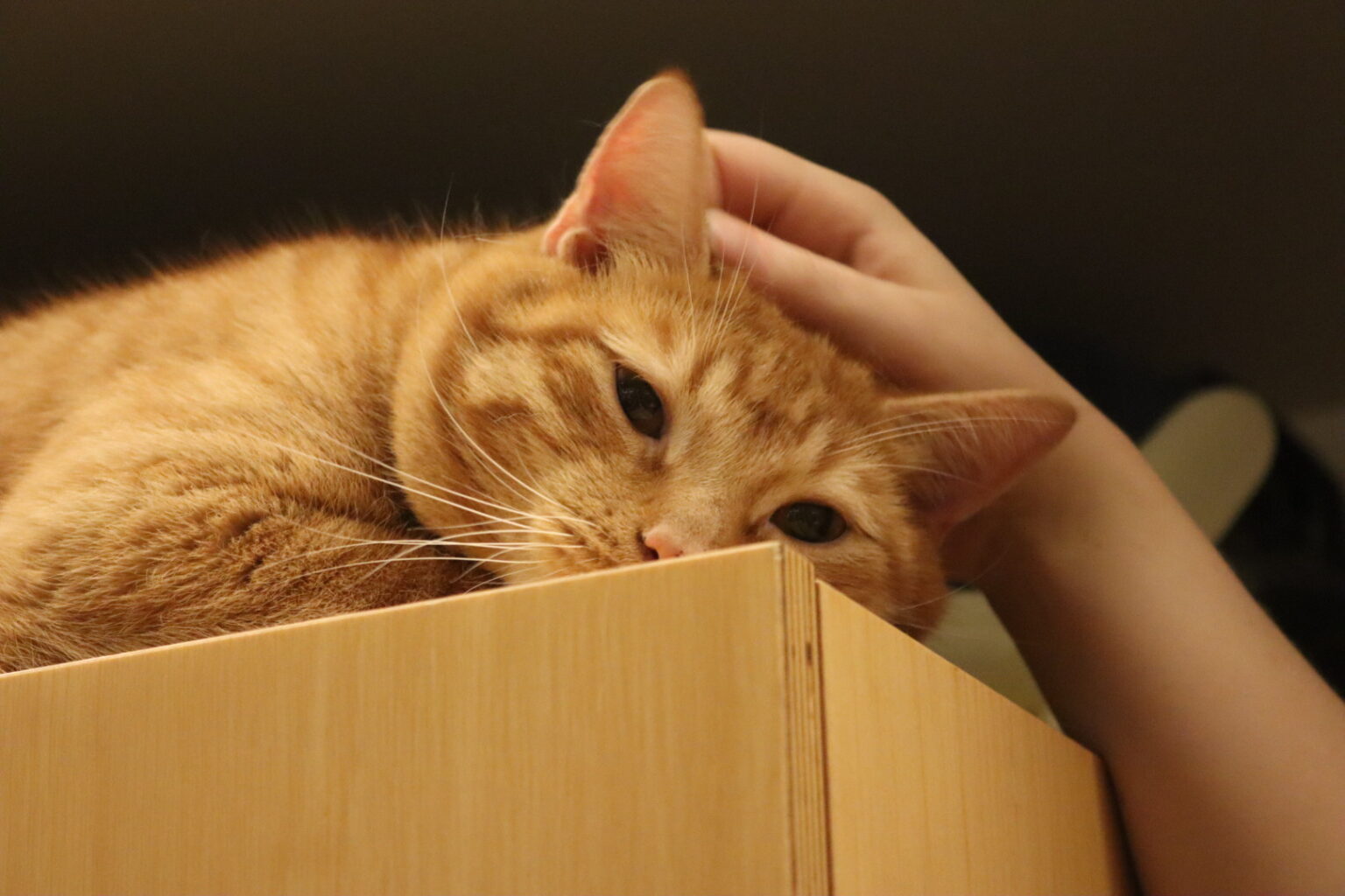 Simmons Cat | MIT Admissions