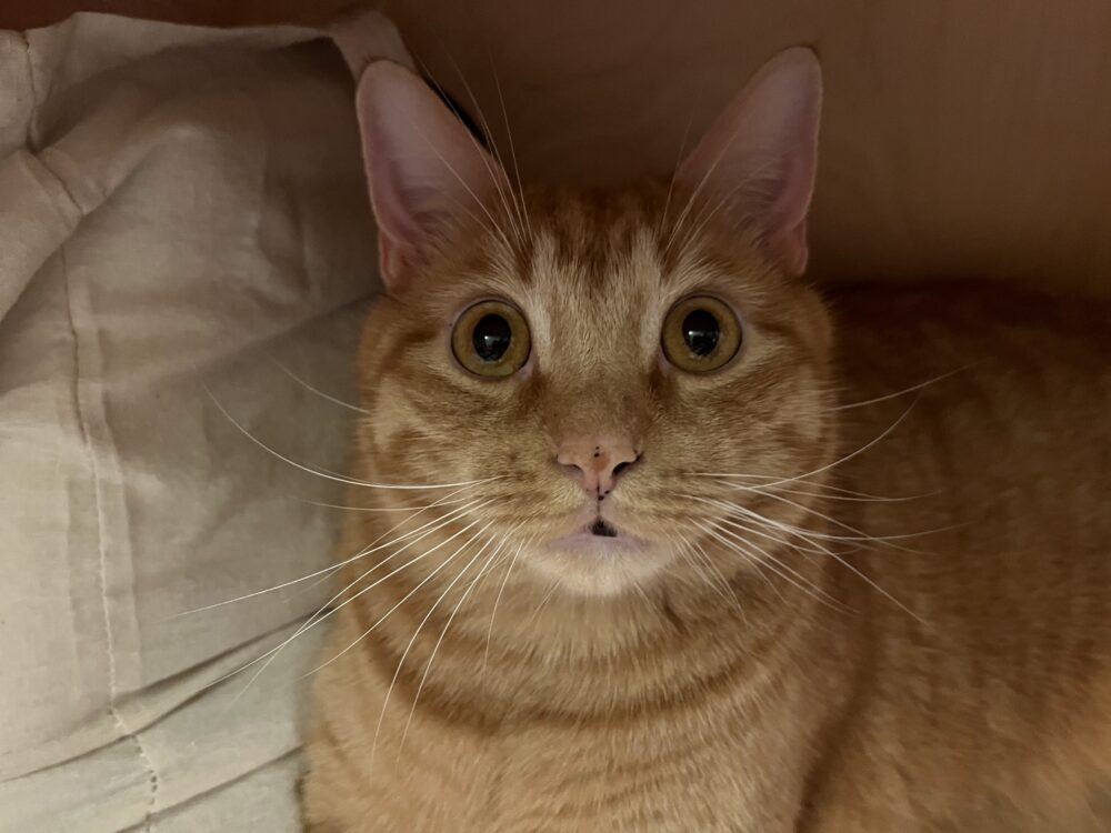 Simmons Cat | MIT Admissions