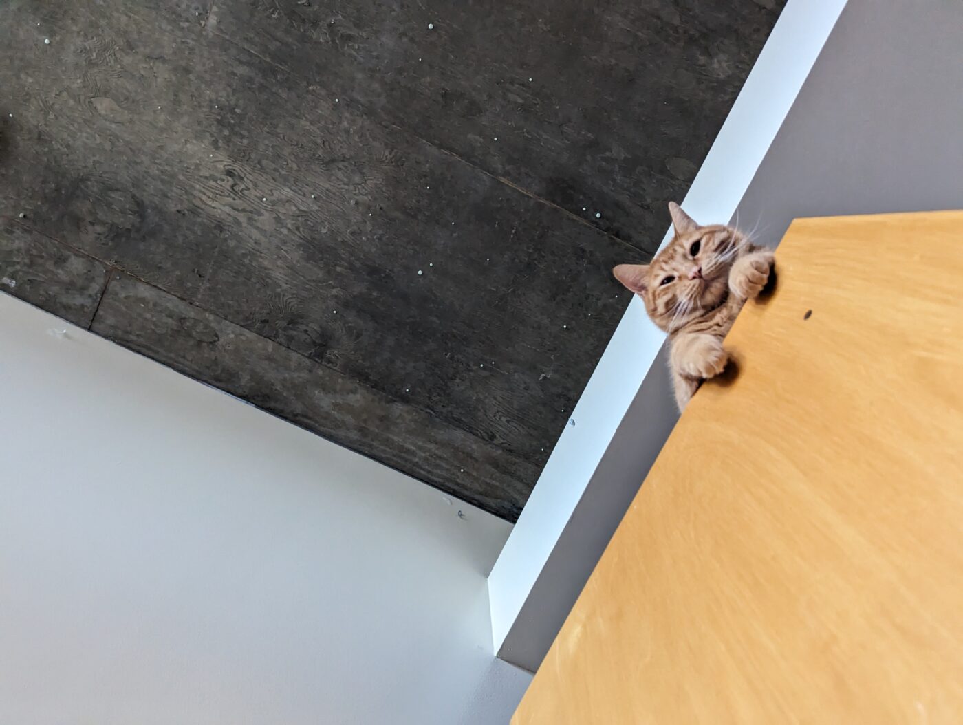 Simmons Cat | MIT Admissions