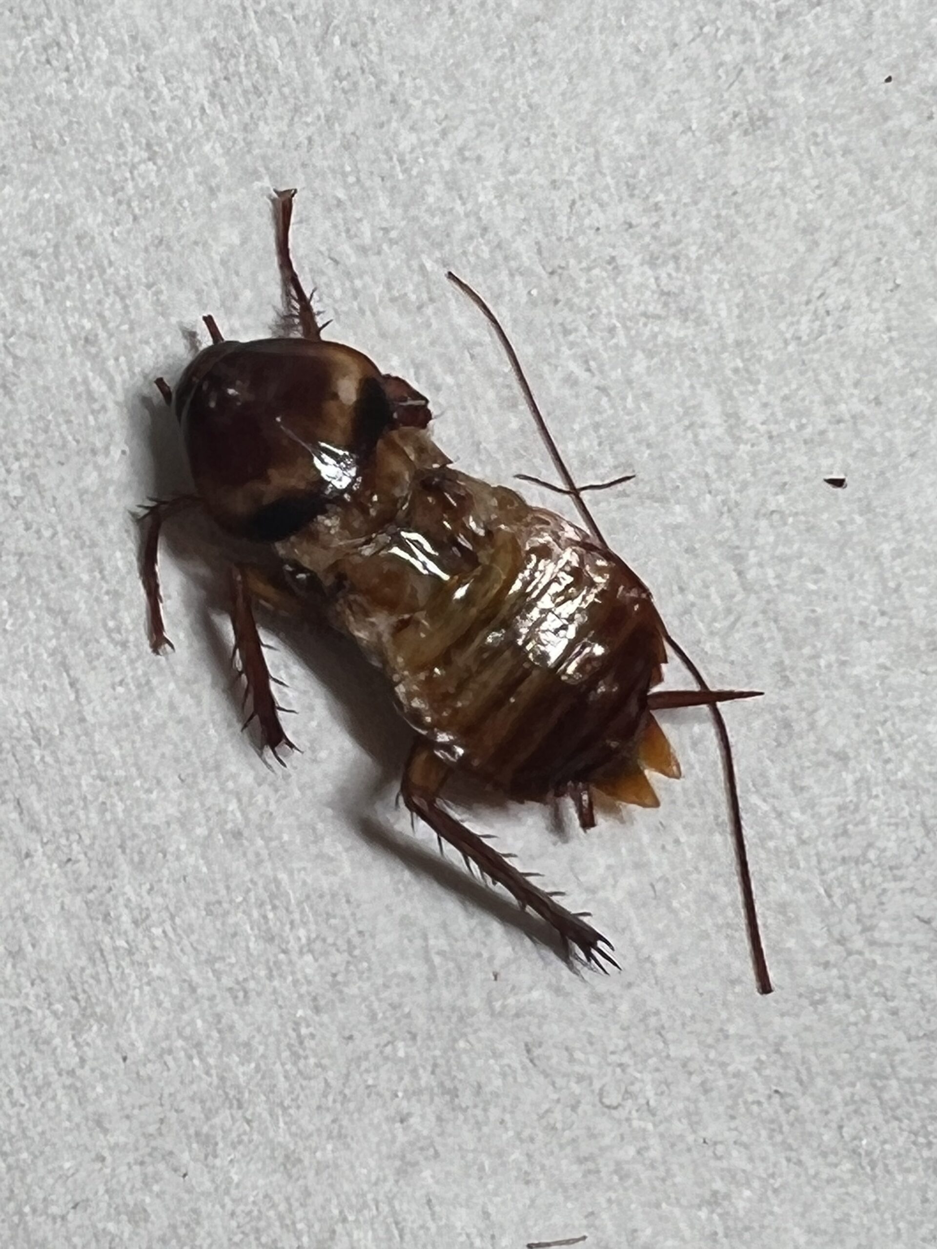 i dissected a roach | MIT Admissions