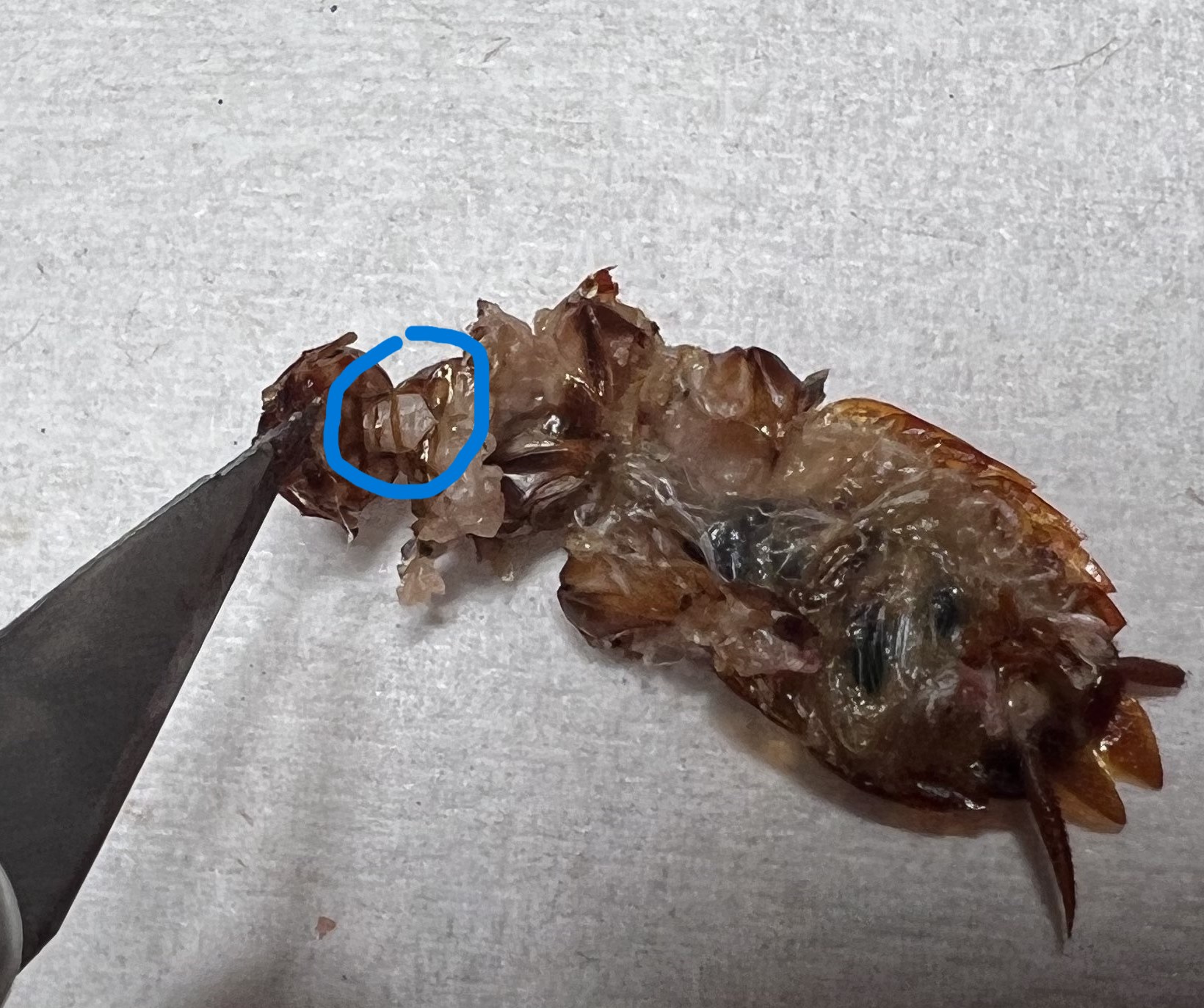 i dissected a roach | MIT Admissions