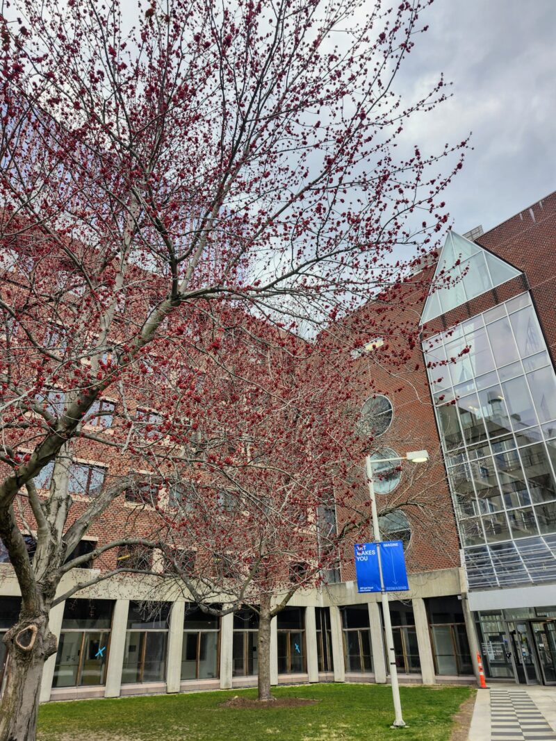 the world is blooming! | MIT Admissions