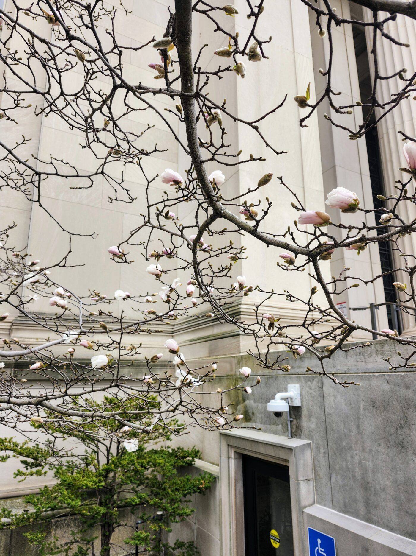 the world is blooming! | MIT Admissions