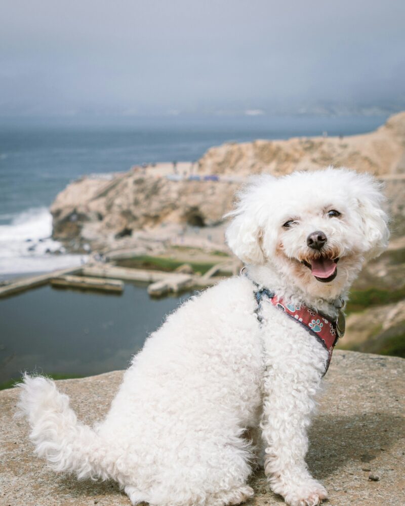 Crusty White Dogs Appreciation Post | MIT Admissions
